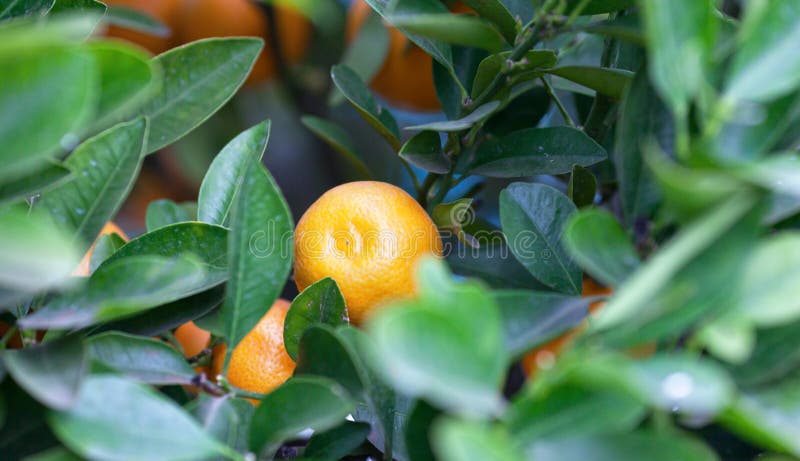Fruit mandarin stock image. Image of branch, fruits, vegetative - 51155553