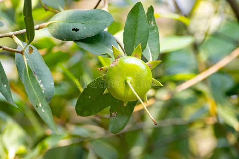 Fruit of a Mangrove Apple, Sonneratia Caseolaris Stock Photo - Image of ...