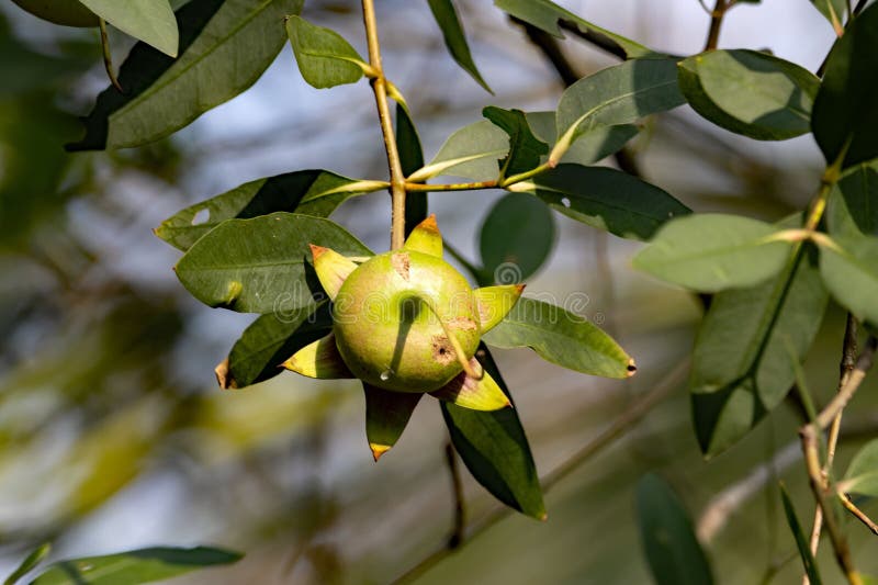 Fruit of a Mangrove Apple, Sonneratia Caseolaris Stock Image - Image of ...
