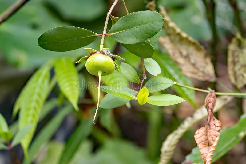 Fruit of a Mangrove Apple, Sonneratia Caseolaris Stock Image - Image of ...