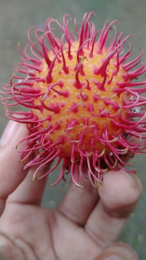 Fruit1 stock image. Image of flower, food, plant, manis - 223476353