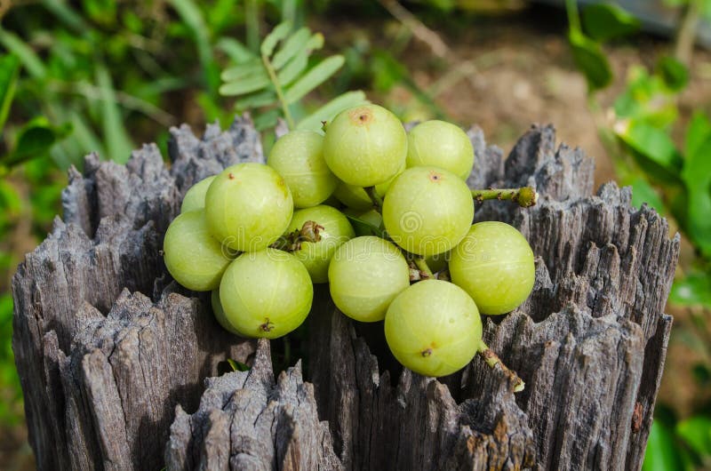 Fruit stock image. Image of fruit, fresh, medicine, therapy - 56749975