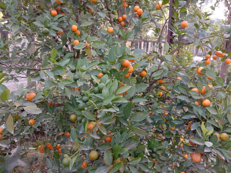 Fruit Mini Chinese Orange in Ground Stock Photo - Image of dresina ...