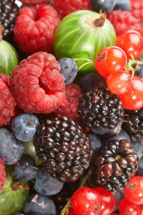 Mulberry fruit stock photo. Image of sack, close, bright - 17690324