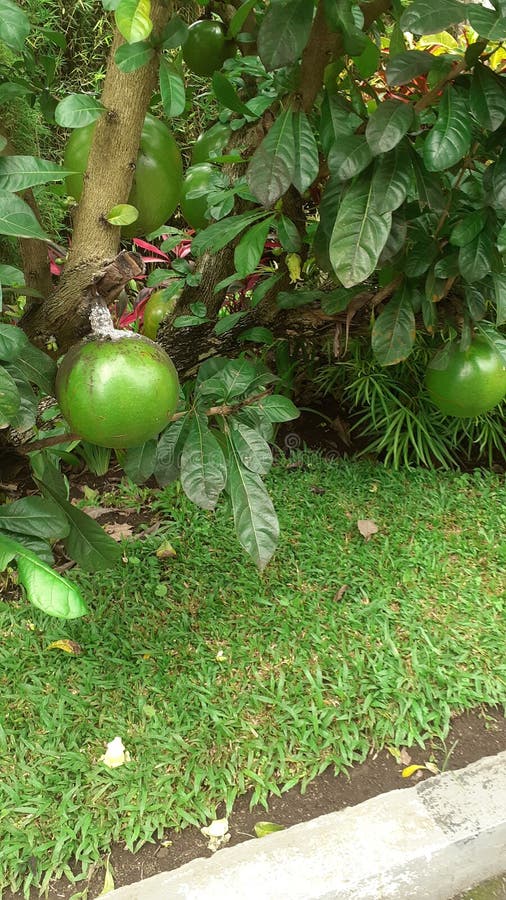Fruit mojo stock image. Image of green, deciduous, agriculture - 255699597
