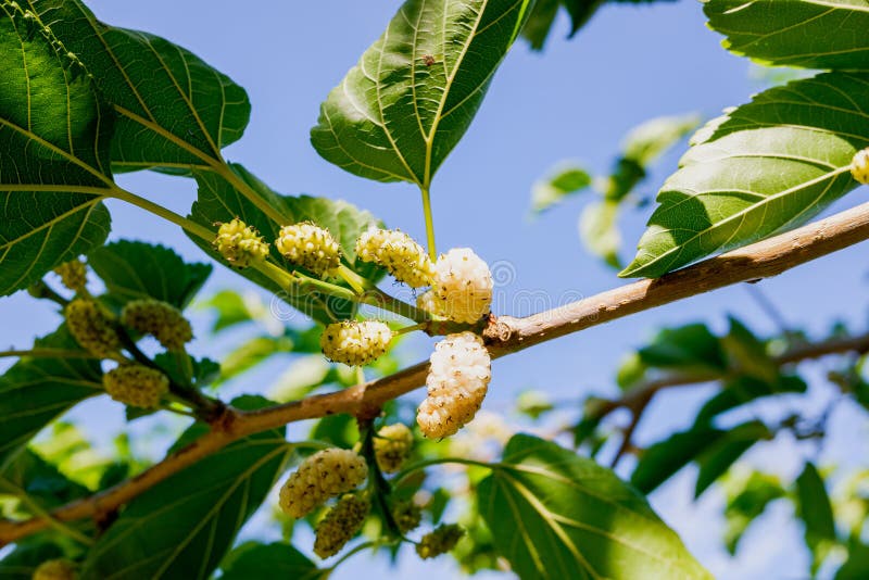 928 Morus Alba Pyramidalis Stock Photos - Free & Royalty-Free Stock ...