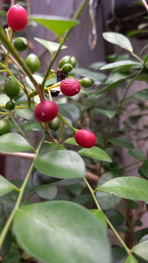 Fruit of Murraya Paniculata Stock Image - Image of food, vegetable ...