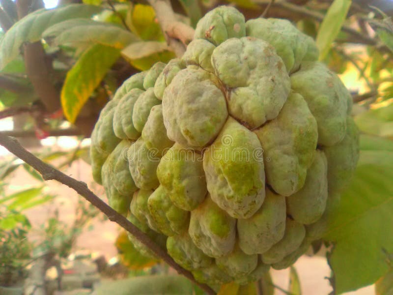Sharifa stock photo. Image of sharifa, fruit, natural - 137181728