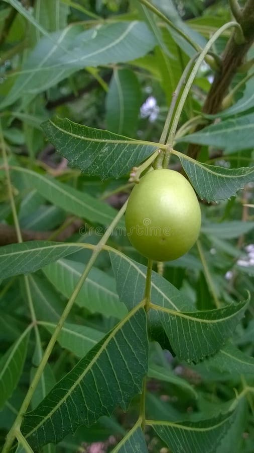 Fruit of a Neem Tree stock image. Image of coke, bubbles - 66606943