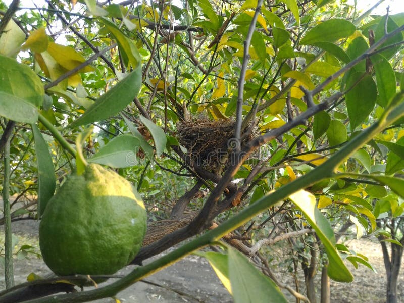 Fruit & Nest stock photo. Image of branch, shape - 94348436