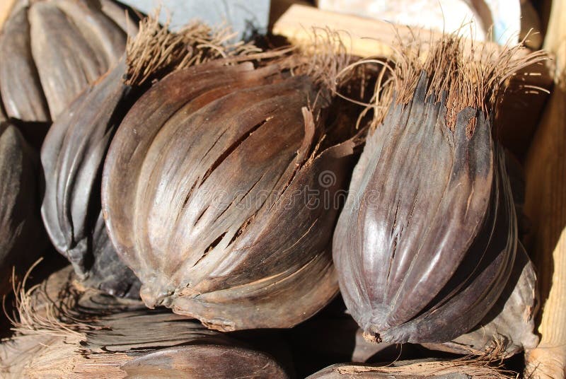 Nipa palm stock photo. Image of fruticans, palm, fruit - 260974542