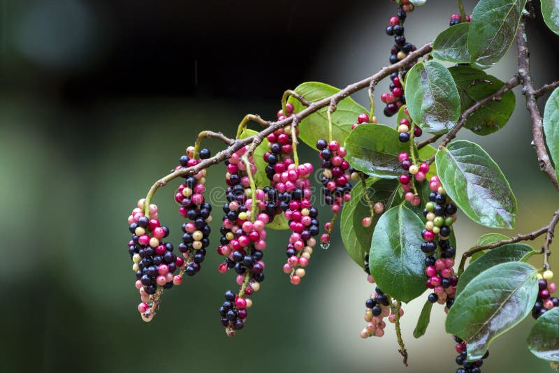 Fruit Noir Rouge Du Gland Berry Tree Image stock - Image of santé ...