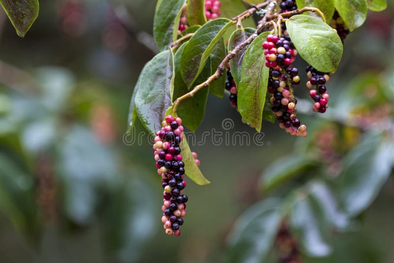 Fruit Noir Rouge Du Gland Berry Tree Image stock - Image du fruits ...