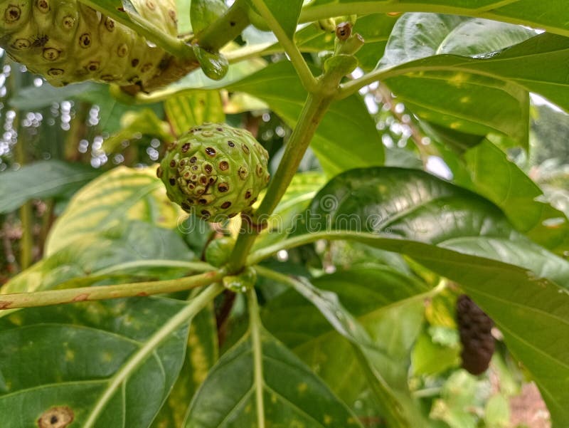 The Fruit of the Noni Plant is Still Unripe and Green on the Stem of ...