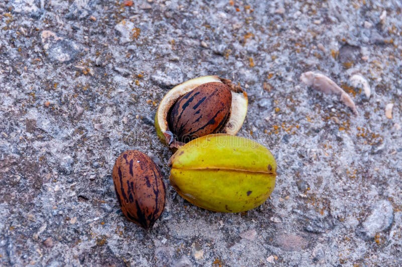 The Fruit is a Nut. Texas, Garner State Park, USA Stock Photo - Image ...