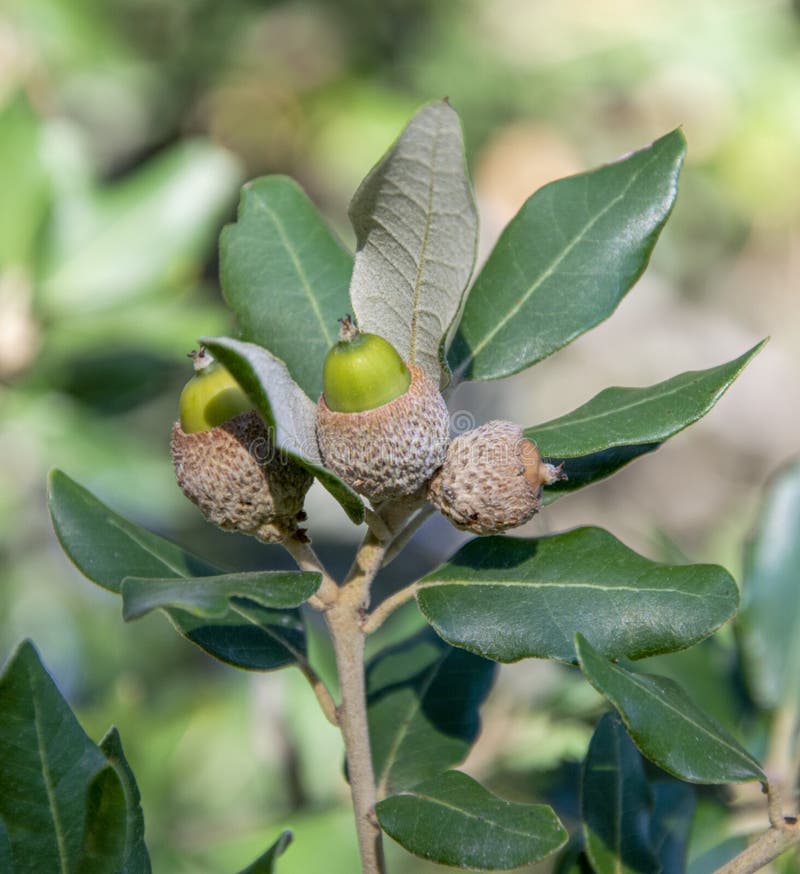 Fruit of the oak. stock image. Image of tree, botany - 198947871