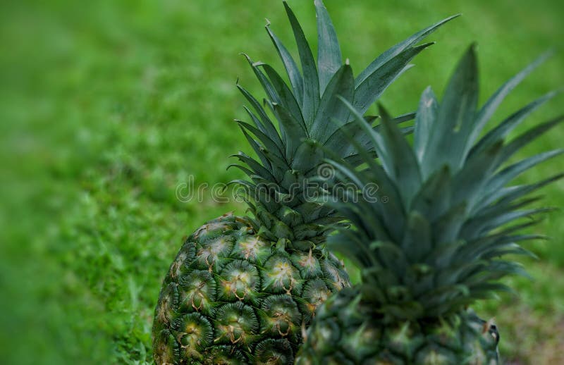 Fruit and object stock image. Image of holding, wallpaper - 257999401