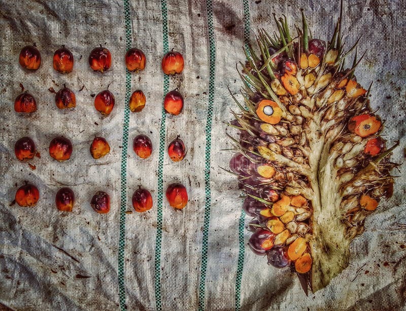 Fruit Oil Palm Fresh Bunch Cut Stock Image - Image of food, autumn ...