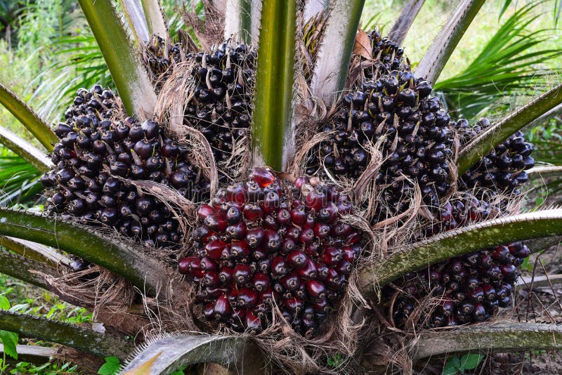 Fruit of the Oil Palm on Tree Elaeis Guineensis Stock Image - Image of ...