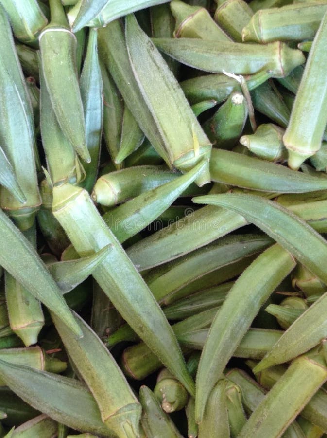 The Fruit of the Okra or Bendi Plant or Also Known As Lady Finger Stock ...