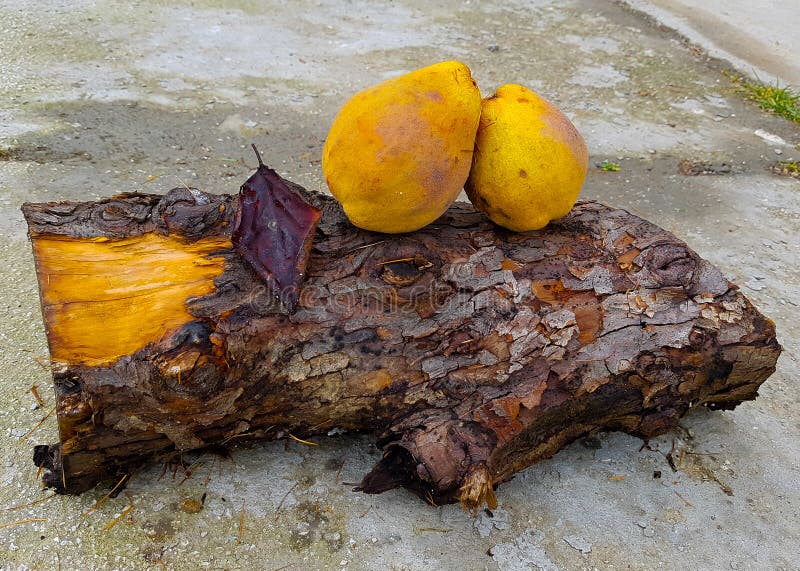 Fruit on an Old Piece of Wood Stock Photo - Image of delicious, exotic ...