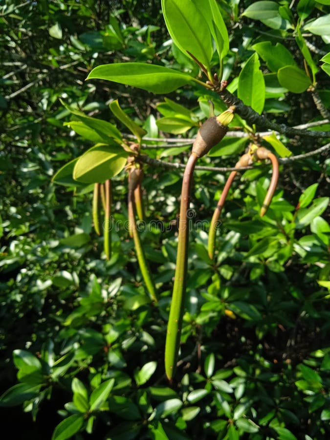 This is the Fruit of One Type of Mangrove Tree, Namely Rizopora ...