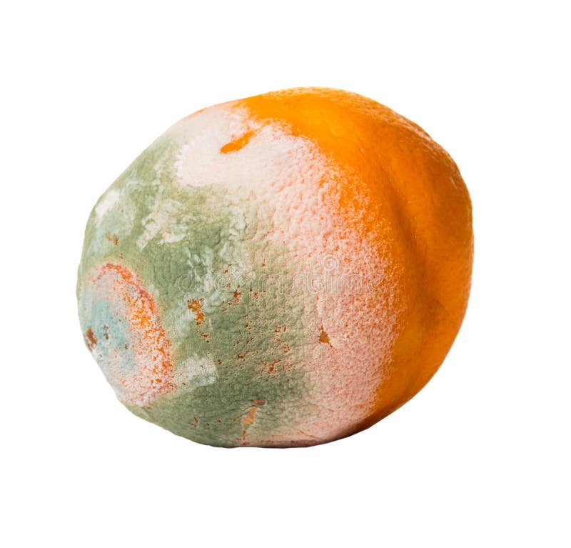 Fruit Orange Covered with Mildew Stock Photo - Image of illness ...