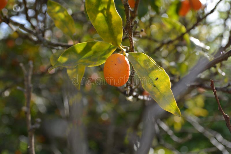 Quinoto stock image. Image of quinoto, orange, kumcuat - 173844751