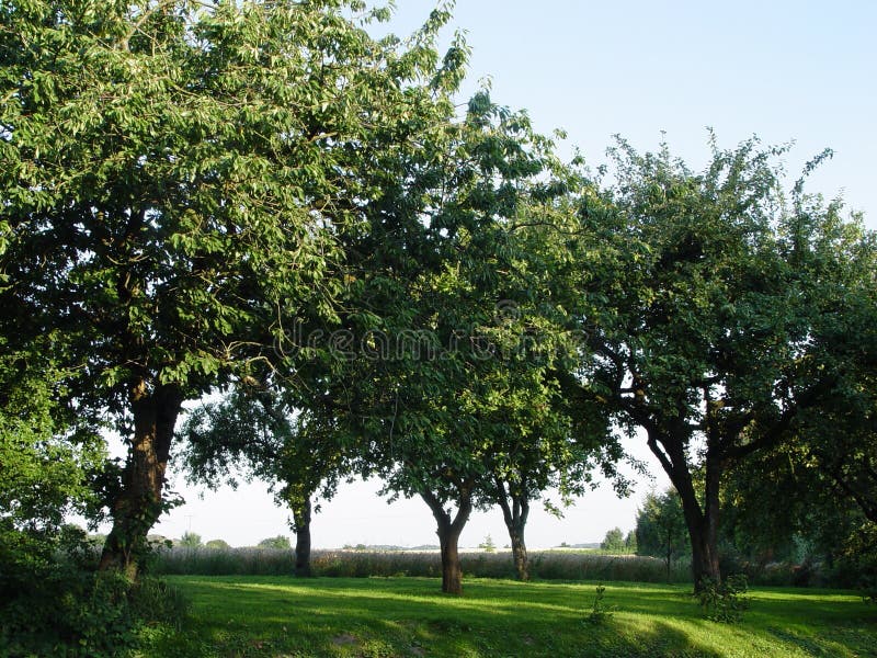 Fruit orchard stock image. Image of shadow, branch, branches - 15645