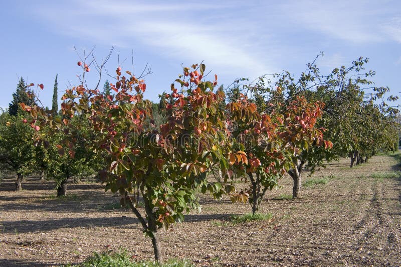 Fruit orchard stock photo. Image of pick, season, nature - 331768