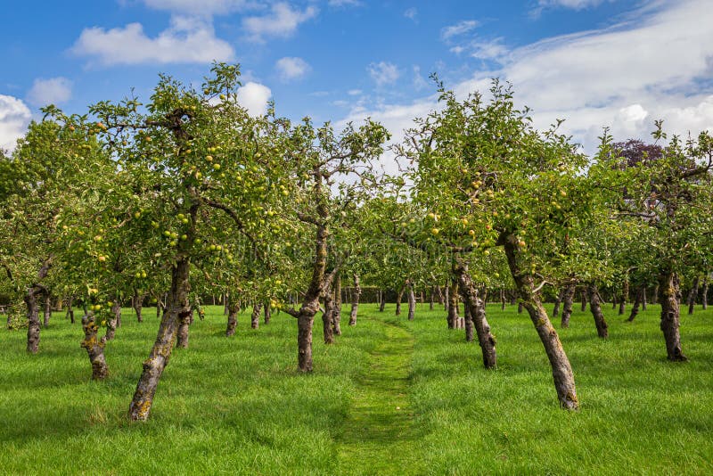 Fruit orchard trees stock image. Image of apple, growing - 195284597