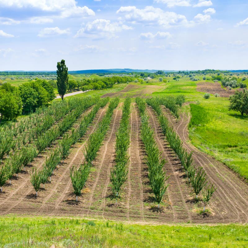 Fruit Orchard on Hilly Terrain Stock Image - Image of country, garden ...