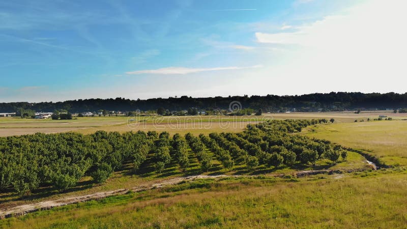 A Fruit Orchard on a Plot of Land with Young Trees. Aerial View of a ...