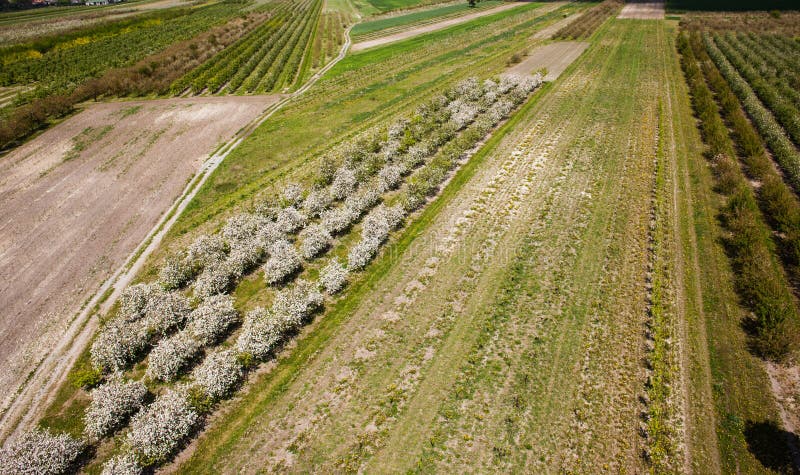 Fruit Orchard , Polish Orchards , Aerial Photo Stock Photo - Image of ...
