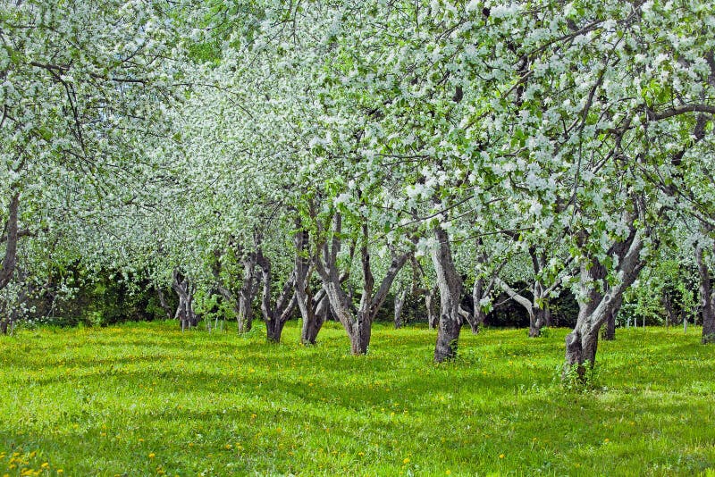 Fruit Orchard`s First Spring Blossoms Stock Photo - Image of farm ...