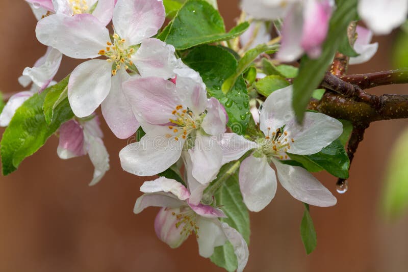 Fruit Orchard in Spring, Pink Blossom of Apple Fruit Trees Stock Photo ...
