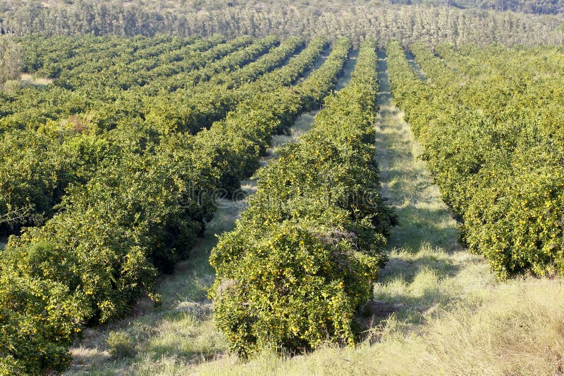Fruit orchard stock photo. Image of rows, delicious, citrus - 39125388