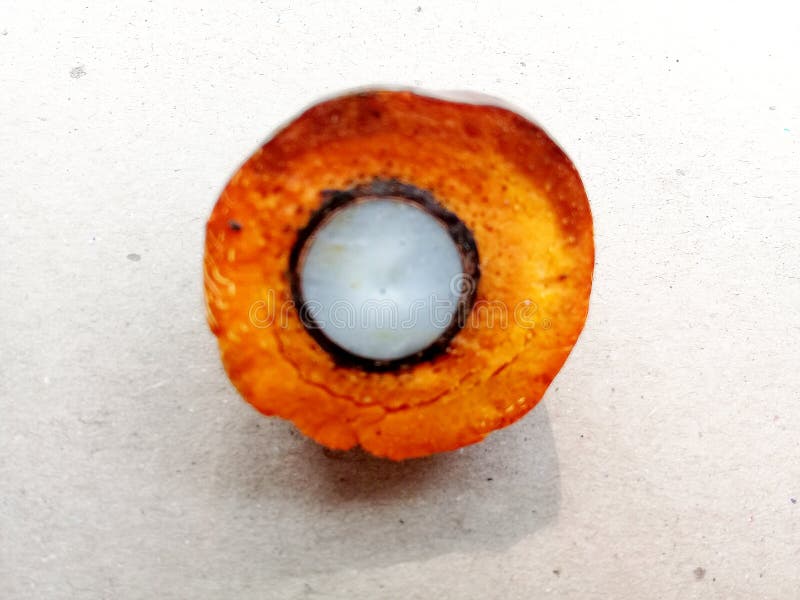 Fruit palm stock image. Image of cirle, kernel, fruit - 159612611