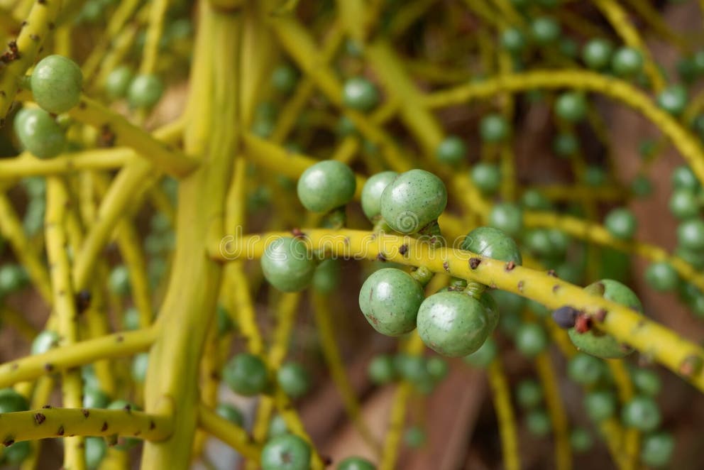 Fruit palm stock photo. Image of reproduction, reproductive - 91482102