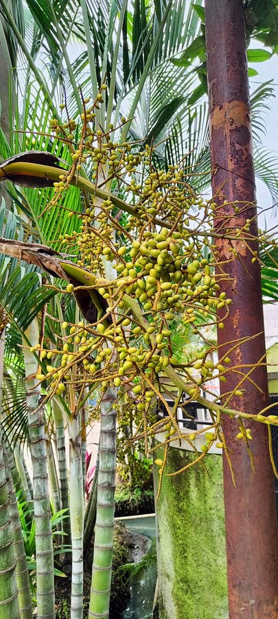 This is the Fruit of the Palm Tree. Stock Photo - Image of autumn ...