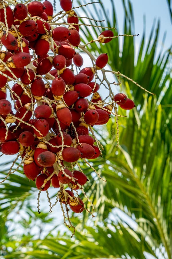 Fruit of palm tree stock photo. Image of tail, nature - 112720178