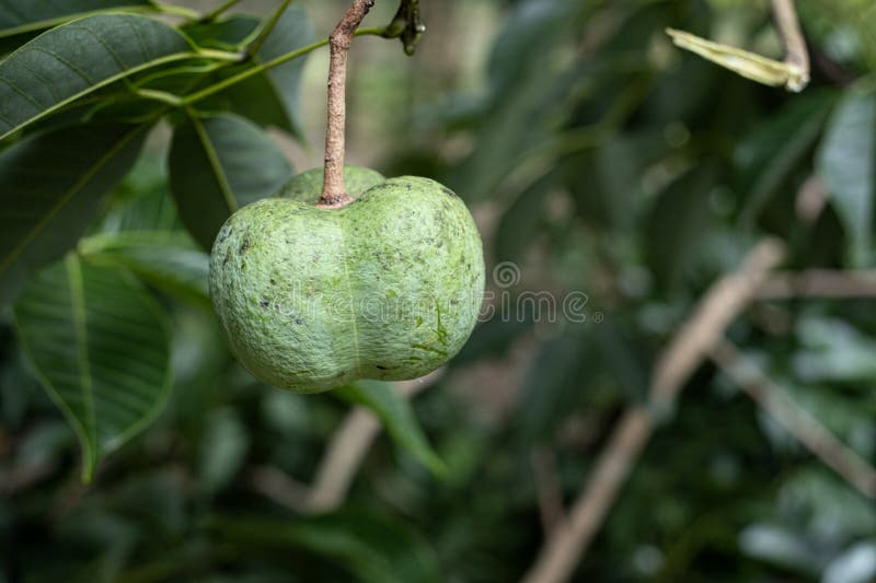 Fruit of the para rubber stock photo. Image of leaf - 392334416