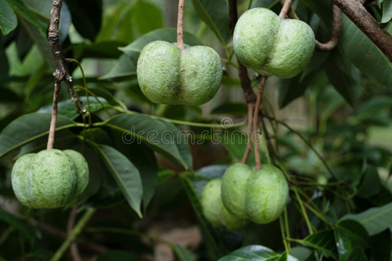 Fruit of the para rubber stock photo. Image of hang - 392334420