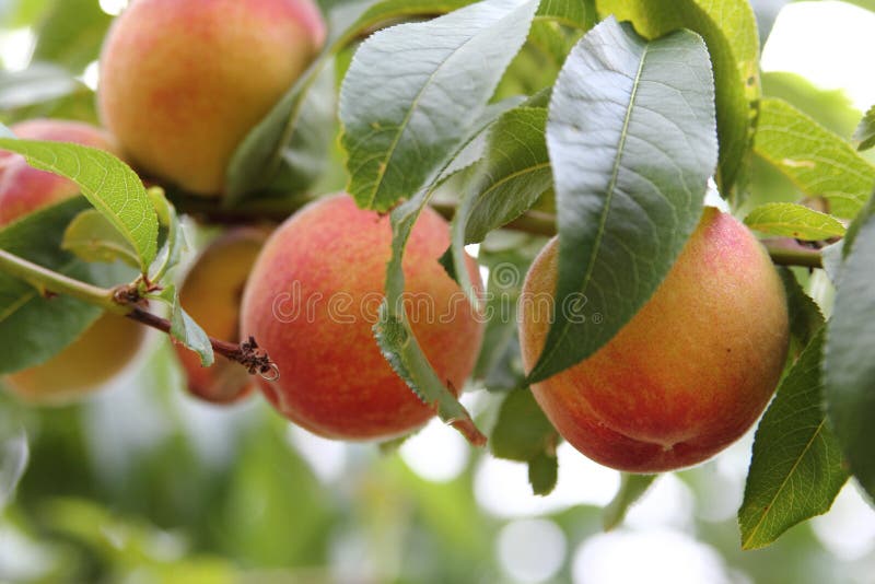 Fruit peach stock photo. Image of pesca, frutta, leaves - 74760704