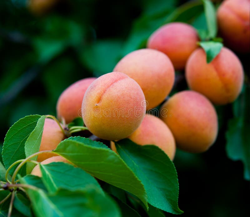 Fruit peaches stock photo. Image of leaf, juicy, orchard - 72896160
