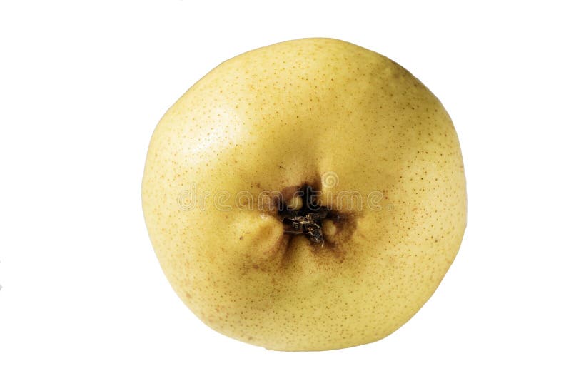 Bottom View of a Yellow Pear Fruit Stock Image - Image of fresh, pear ...
