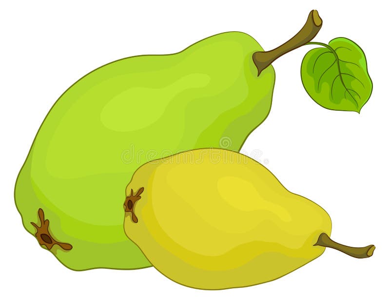 Pair of pears stock vector. Illustration of juicy, autumn - 19669875