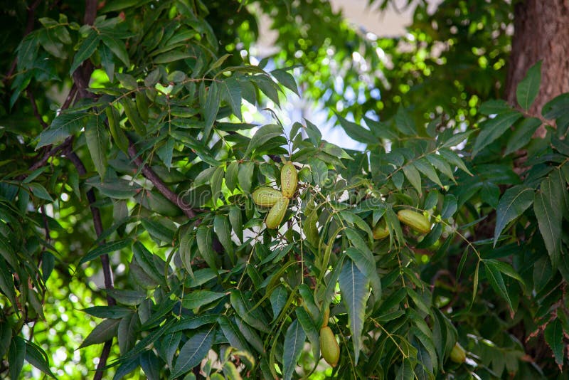 The Fruit is a Pecan Nuts on a Tree in Green Foliage Stock Photo ...