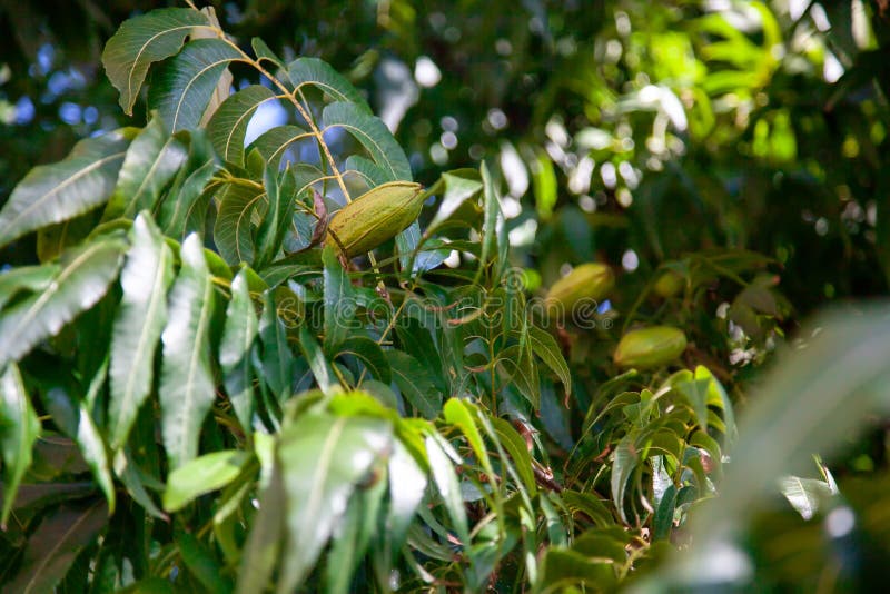 The Fruit is a Pecan Nuts on a Tree in Green Foliage Stock Photo ...