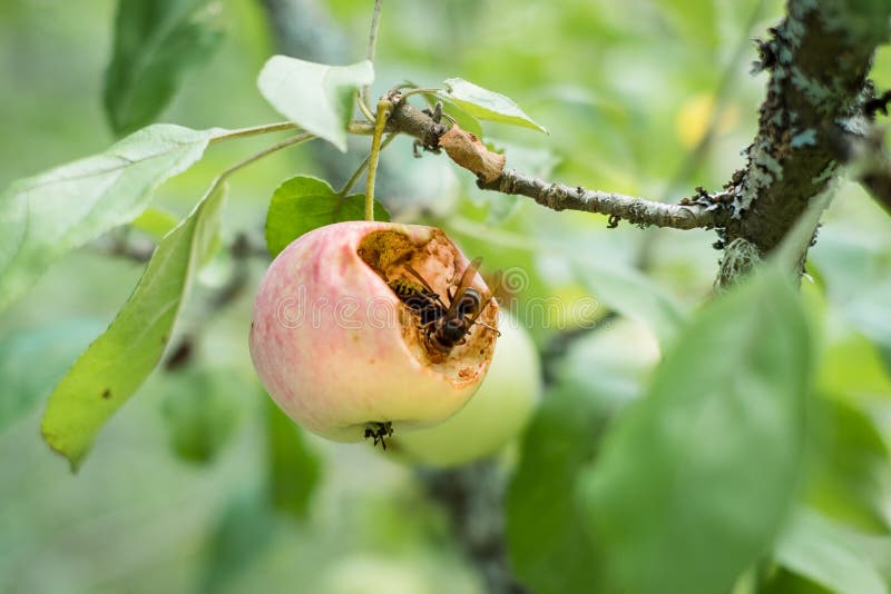 Fruit pests stock photo. Image of insect, dangerous - 263126534